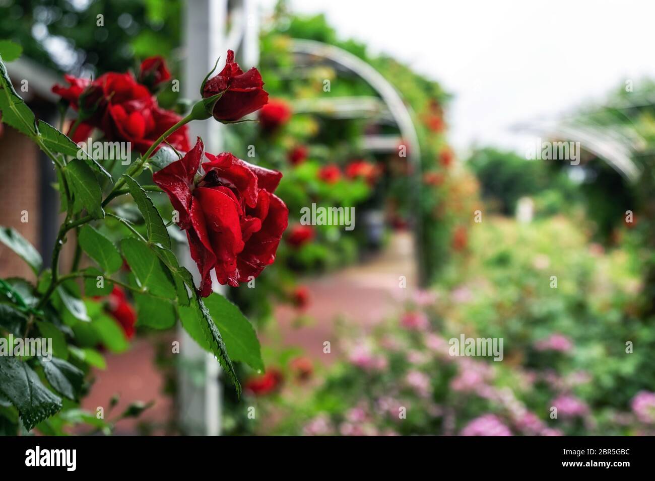 red roses taken up close during seoul rose festival in seoul, south ...