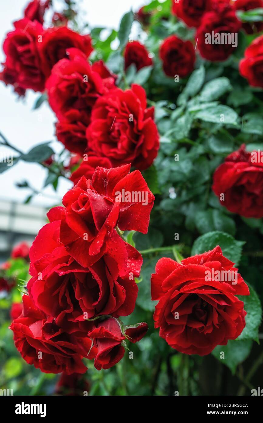 red roses up blooming on the walls taken during seoul rose festival in ...