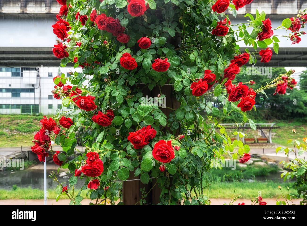red roses up blooming on the walls taken during seoul rose festival in ...