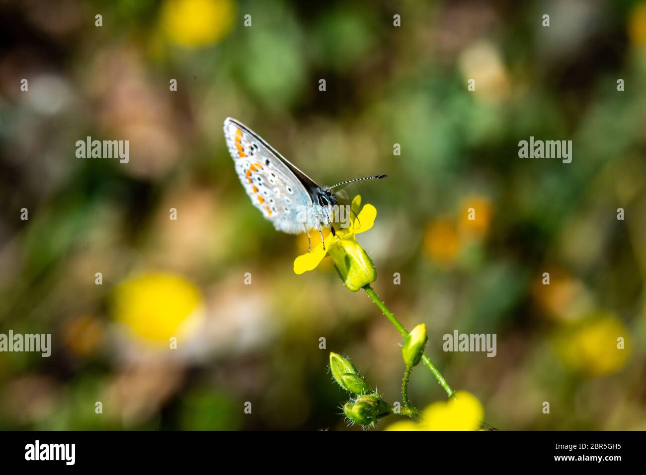 butterfly on top of a flower Stock Photo - Alamy