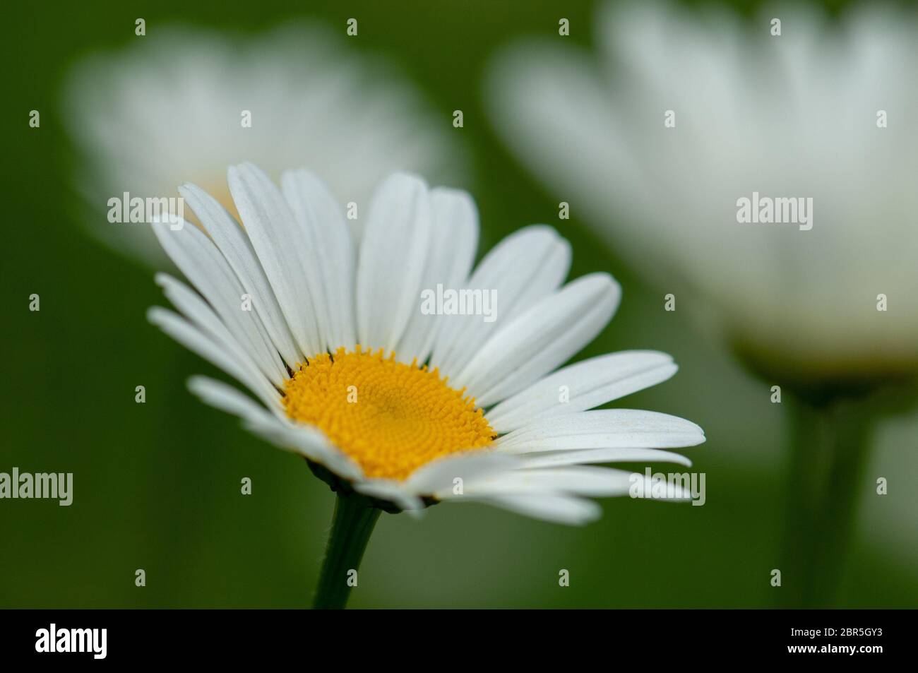 large white Anthemideae blossom in the foreground in the spring on a ...