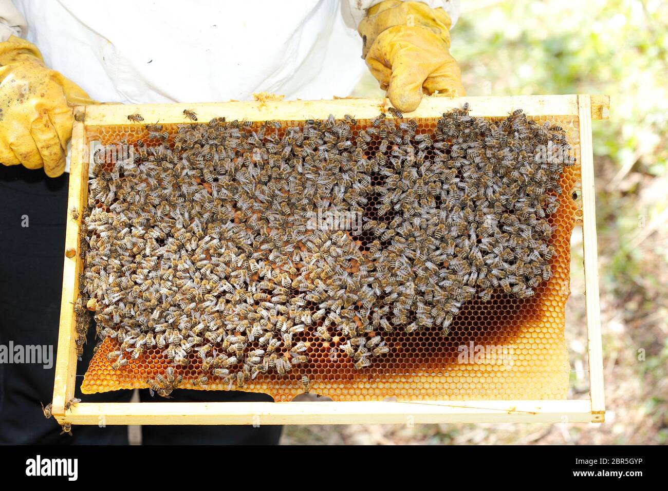 bee worker with safety clothes is proofing a bee hive Stock Photo - Alamy