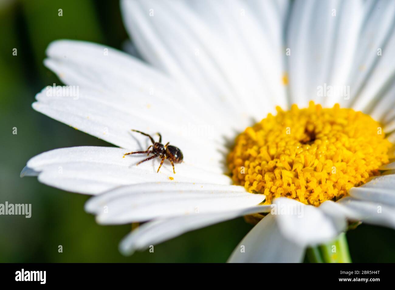 macro of a spider above the daisy Stock Photo - Alamy
