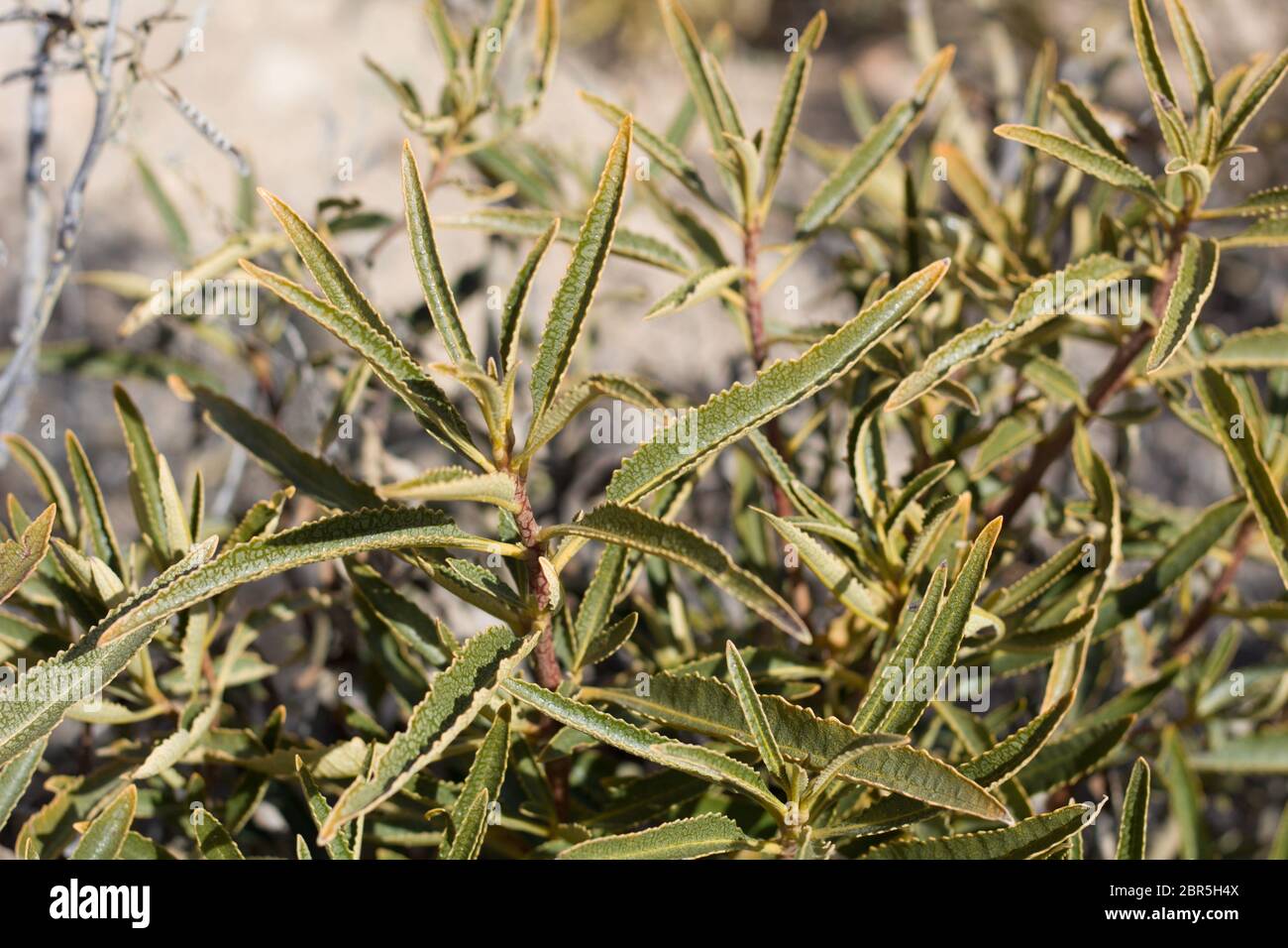 Hairy Yerba Santa, Eriodictyon Trichocalyx, Boraginaceae, native ...