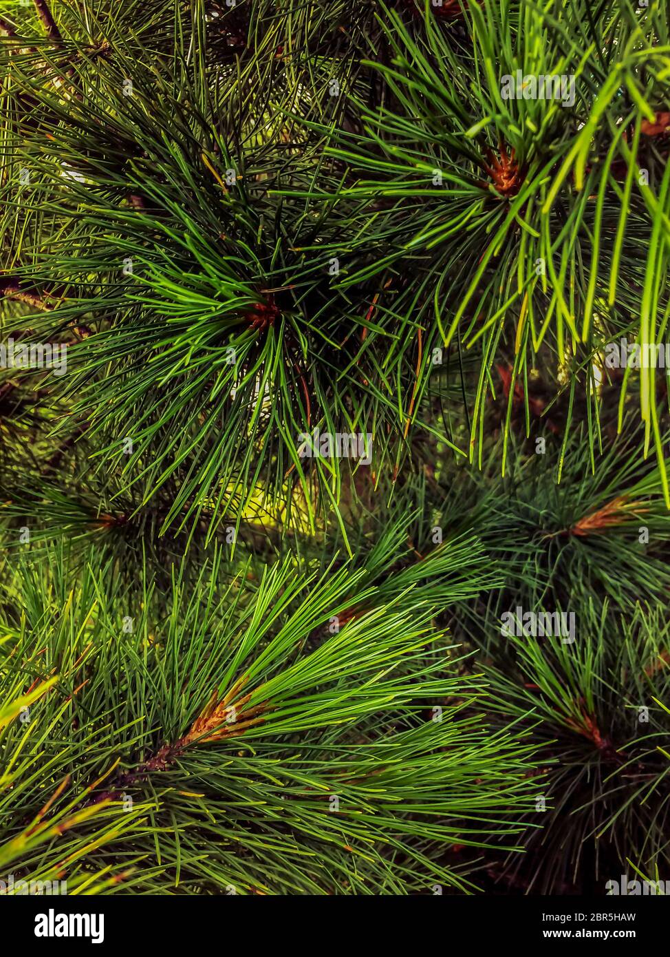 Background a texture furry tree branches for a Christmas card Stock ...