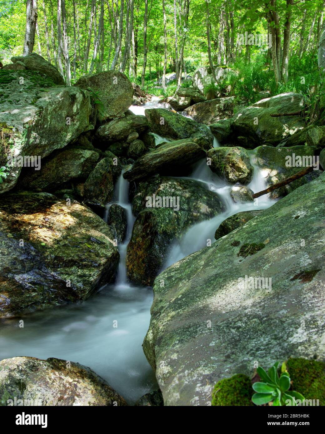 Creek rocks rocky forest hi-res stock photography and images - Alamy