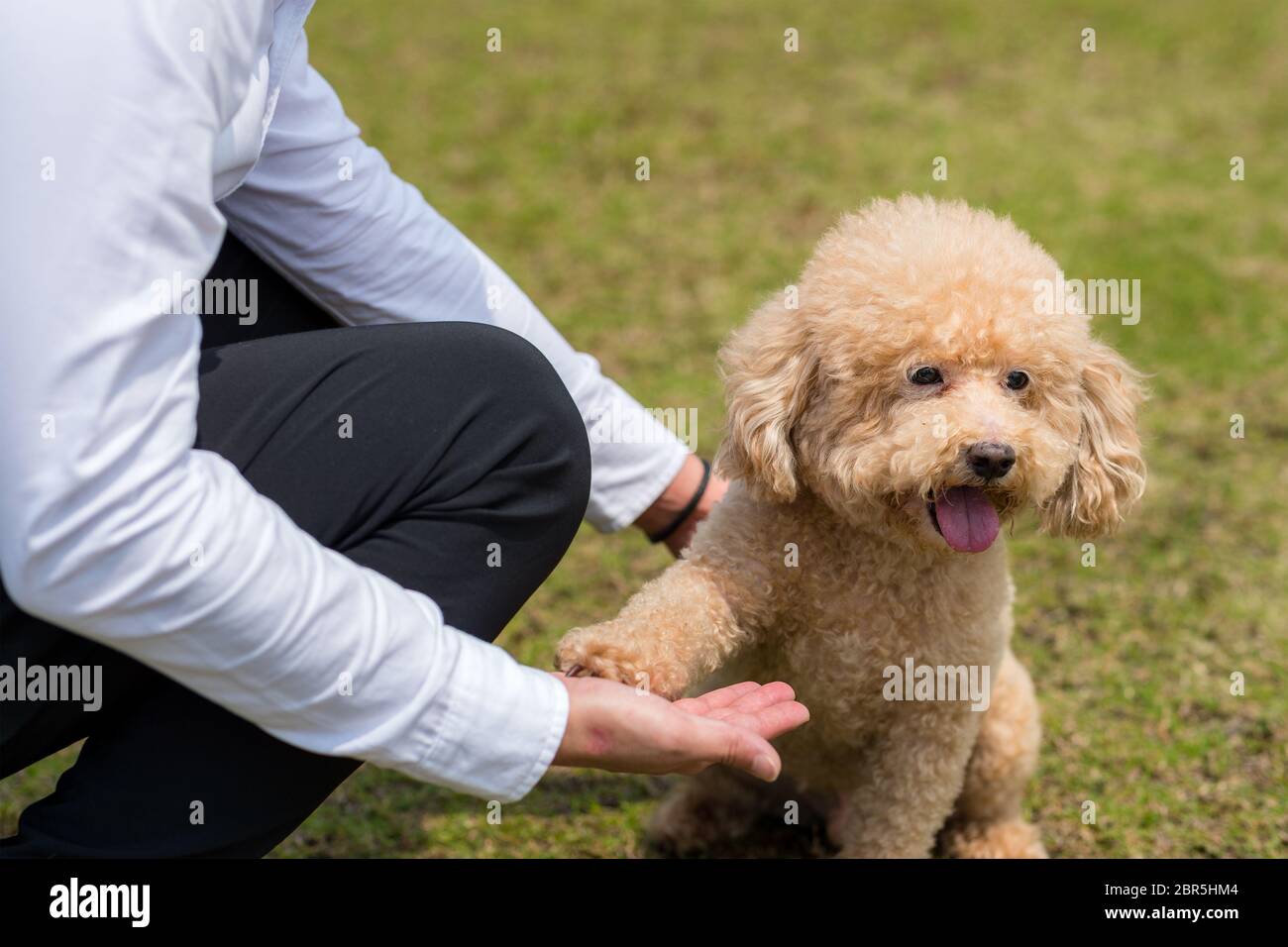 Dog Poodle shake hand with owner Stock Photo - Alamy