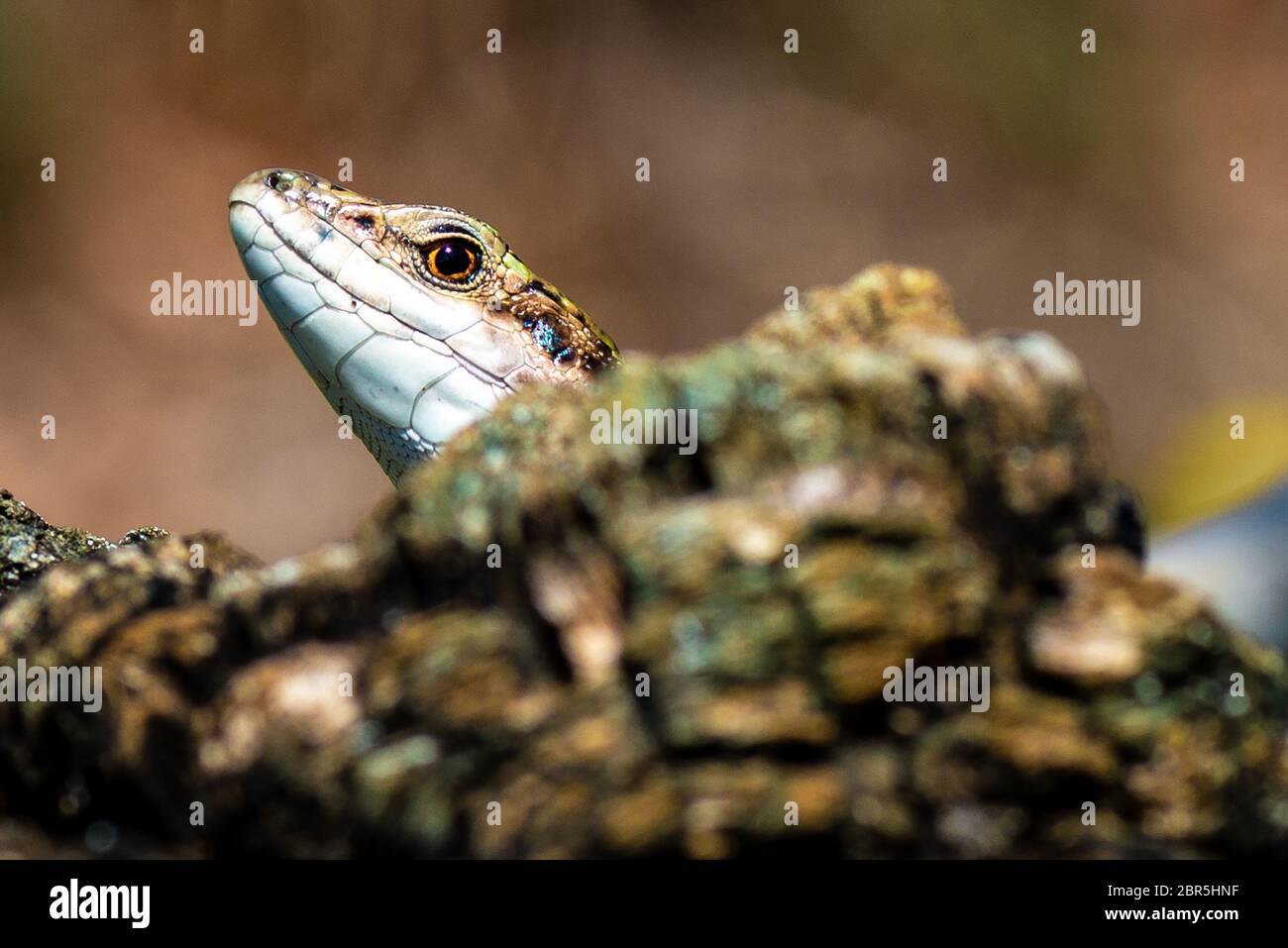 lizard in the sun in summer time Stock Photo - Alamy