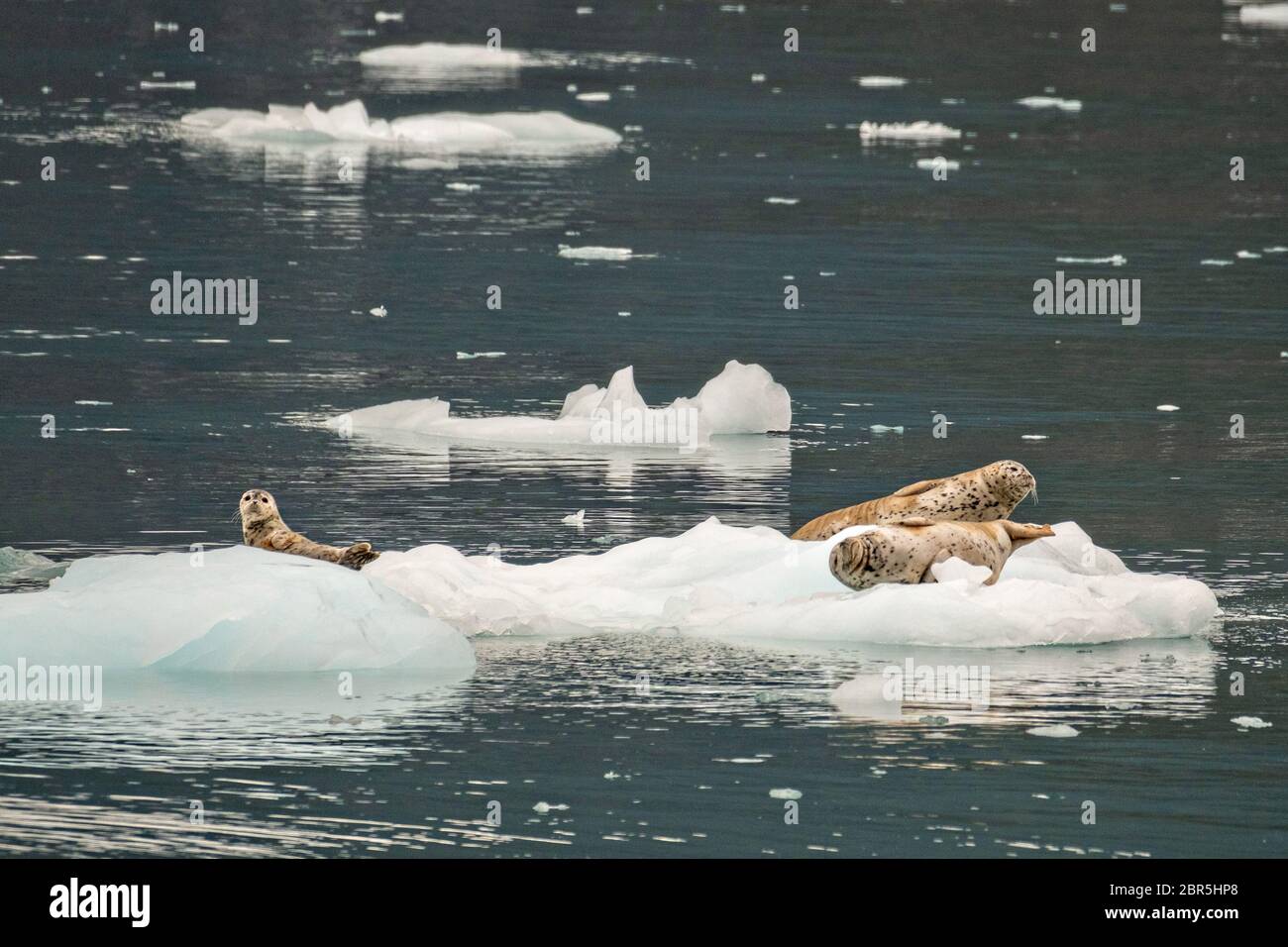 Barry seal hi-res stock photography and images - Alamy