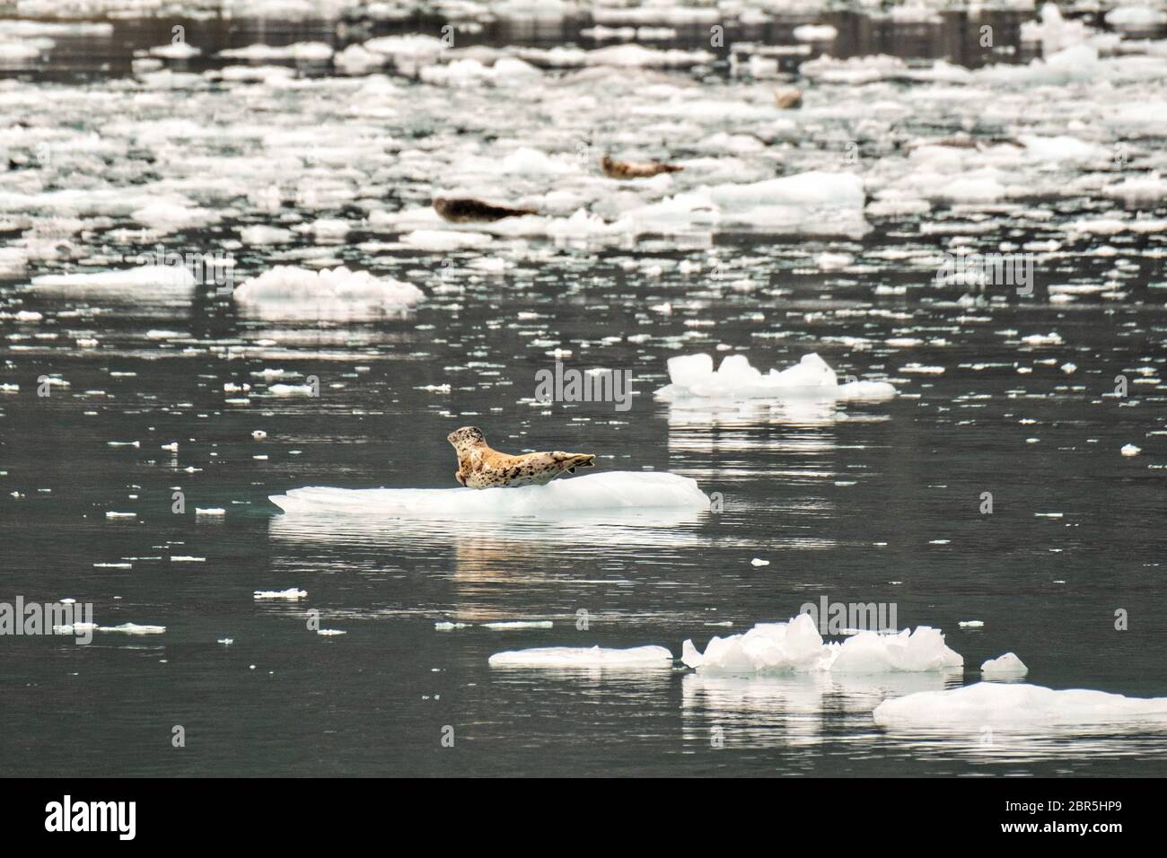 Barry seal hi-res stock photography and images - Alamy
