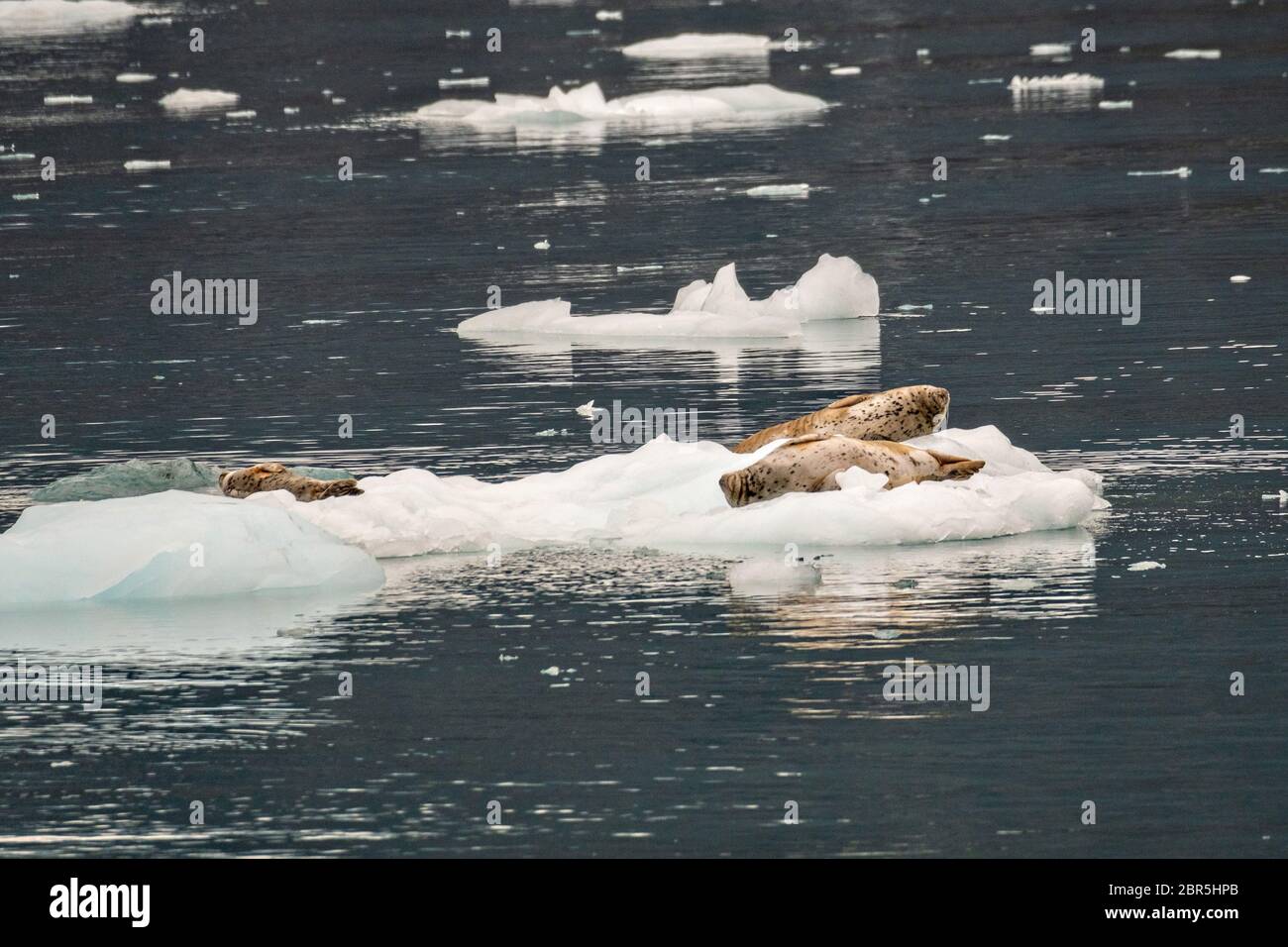 Alaska arctic glacier retreating hi-res stock photography and images ...