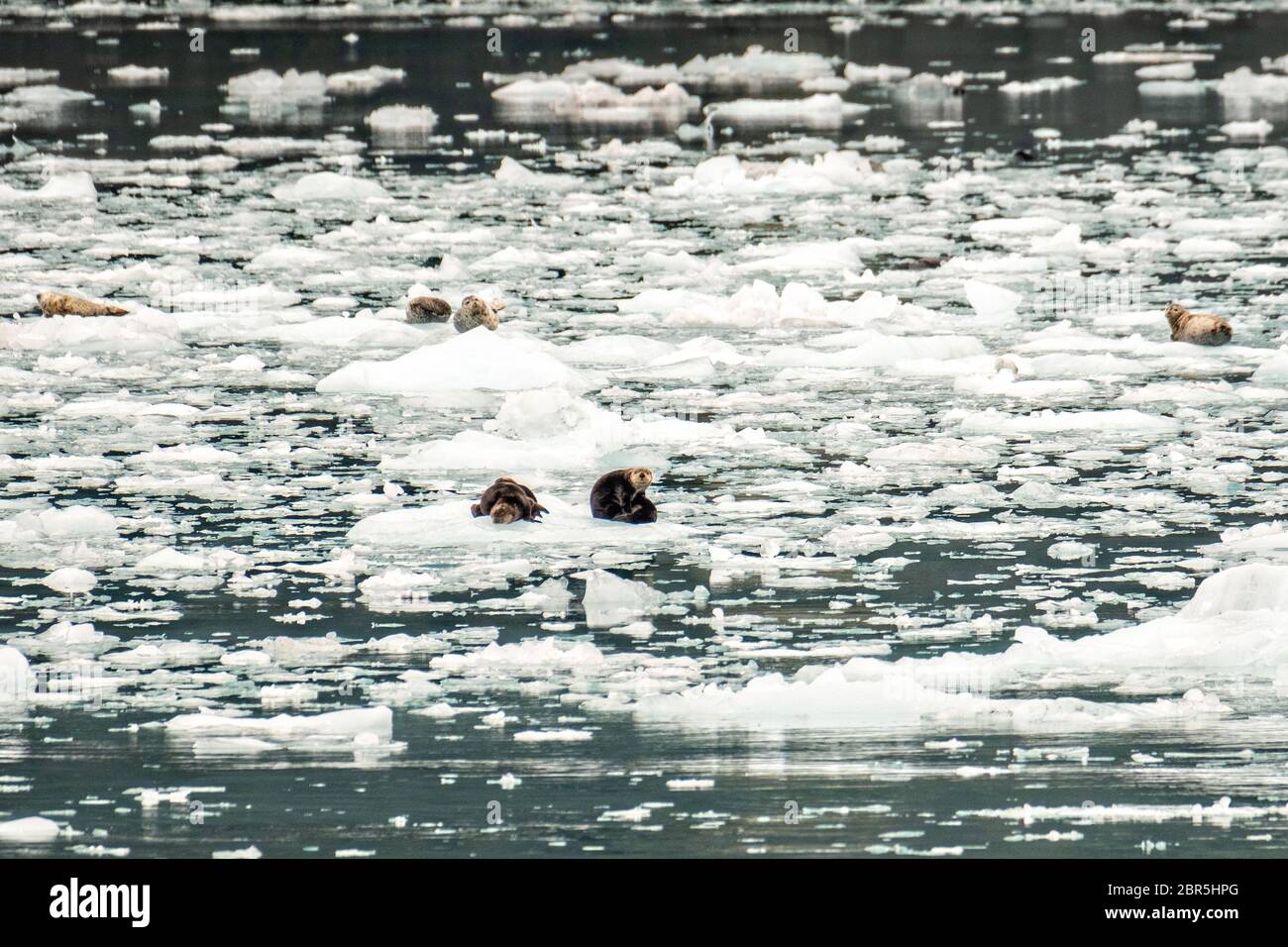 Sea otters and harbor seals rest on ice floes calved from Barry Glacier ...