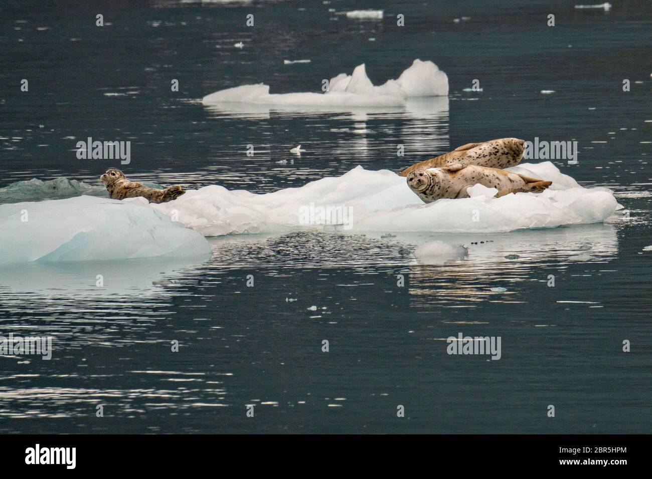 Barry seal hi-res stock photography and images - Alamy