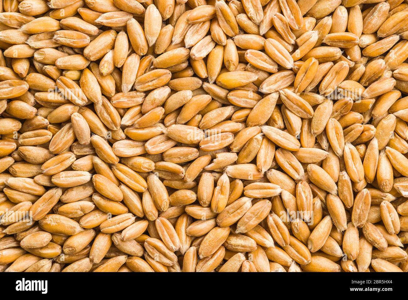 Healthy spelt grains. Pattern, texture. Top view Stock Photo - Alamy