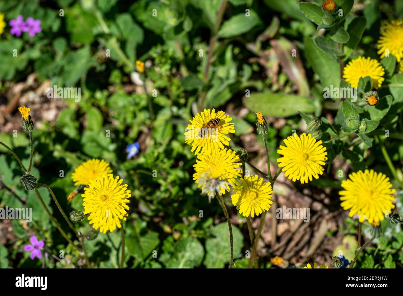 Pollination of dandelion flowers hi-res stock photography and images ...