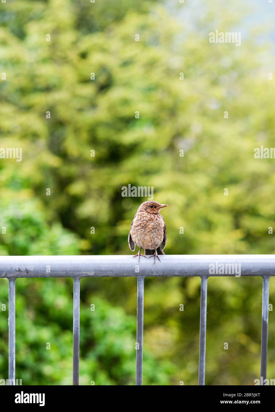 Birds railing balcony animal wildlife hi-res stock photography and ...