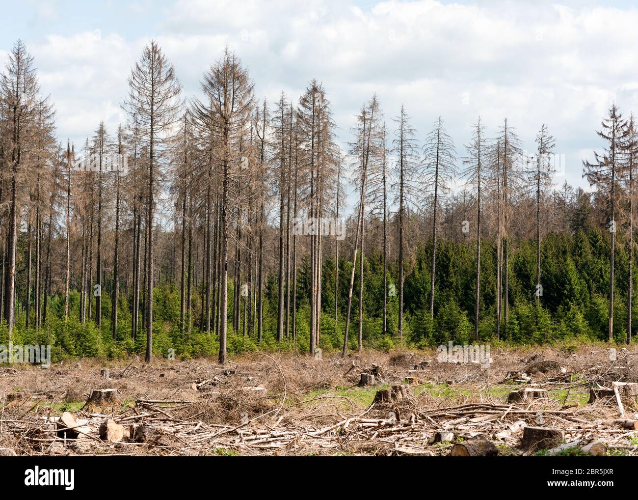 Drought, wind break and bark beetle infestation have caused extensive ...