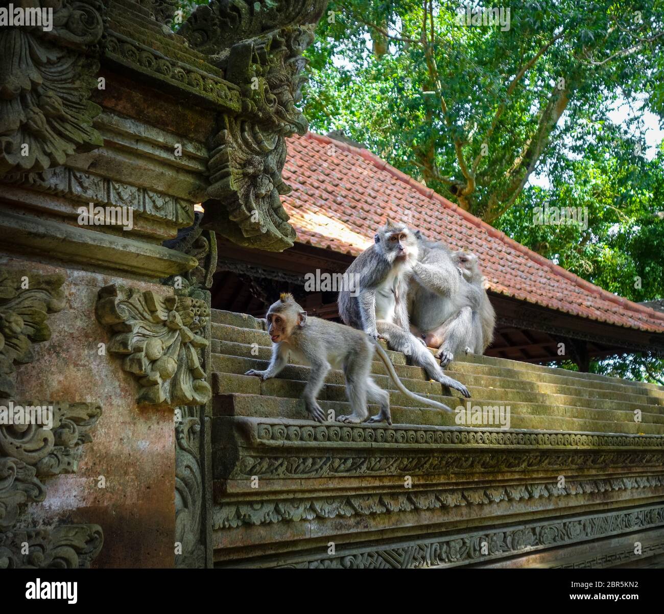 Monkeys on a temple roof in the sacred Monkey Forest, Ubud, Bali, Indonesia Stock Photo - Alamy