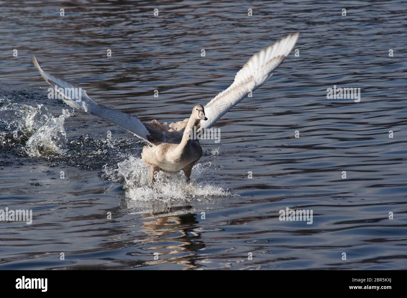 Splashdown of swan hi-res stock photography and images - Alamy