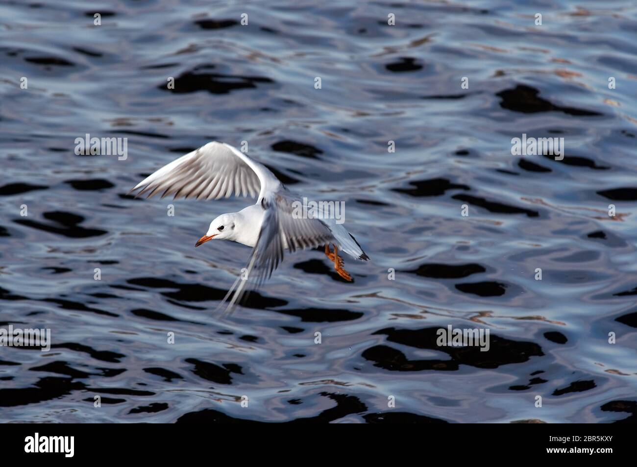 Gull flying above river - detail Stock Photo - Alamy