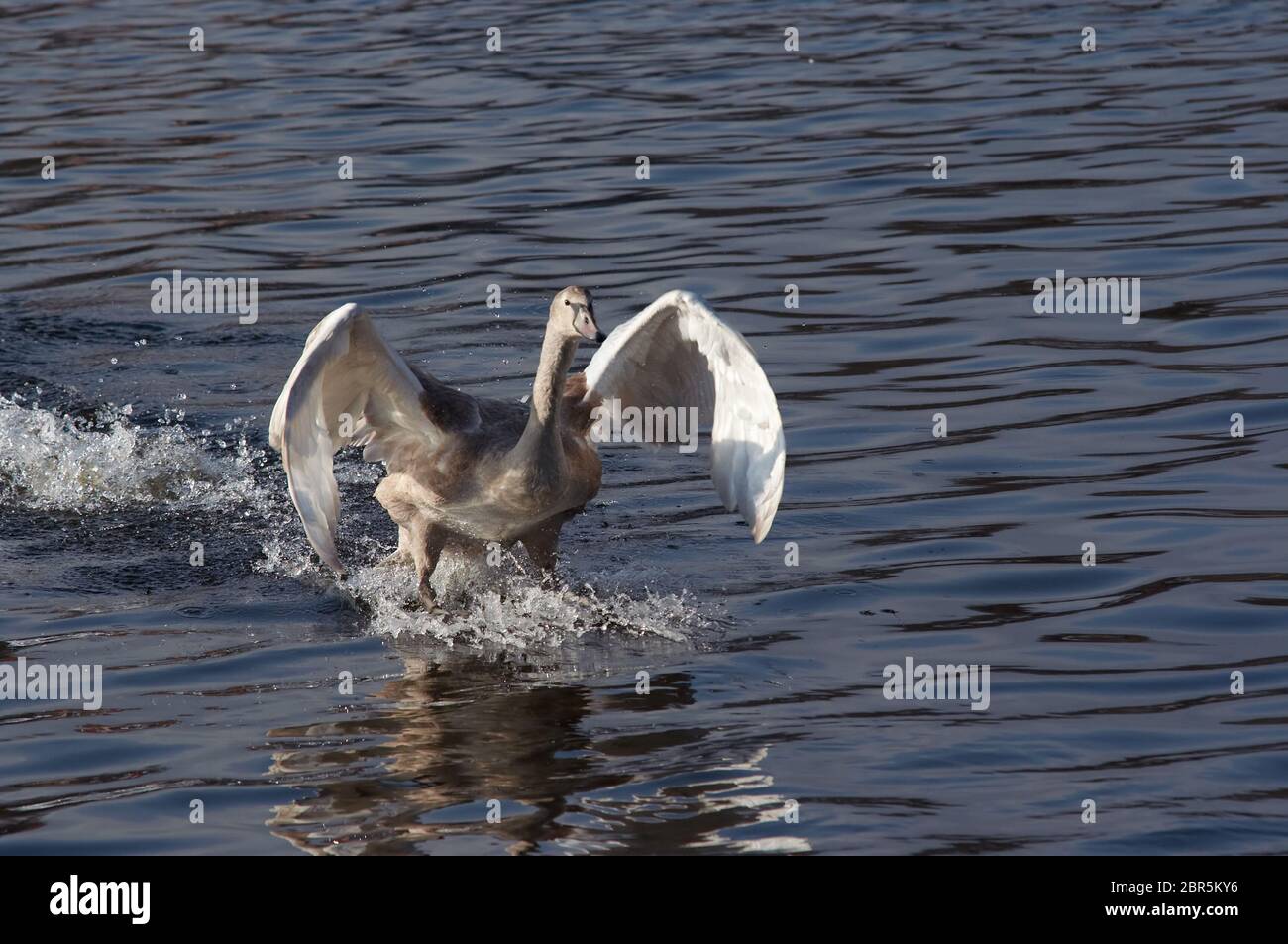 Splashdown of swan hi-res stock photography and images - Alamy