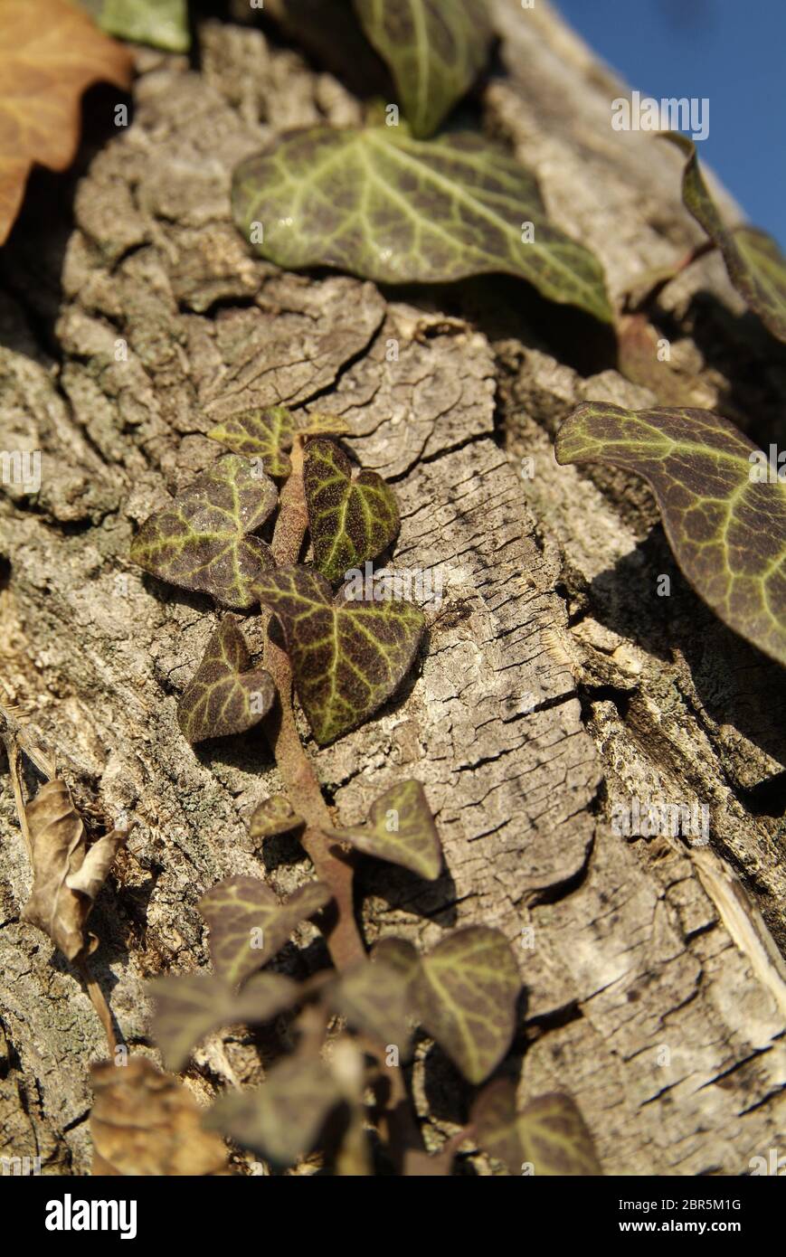 Isolated Ivy on the tree, in north italy Stock Photo - Alamy