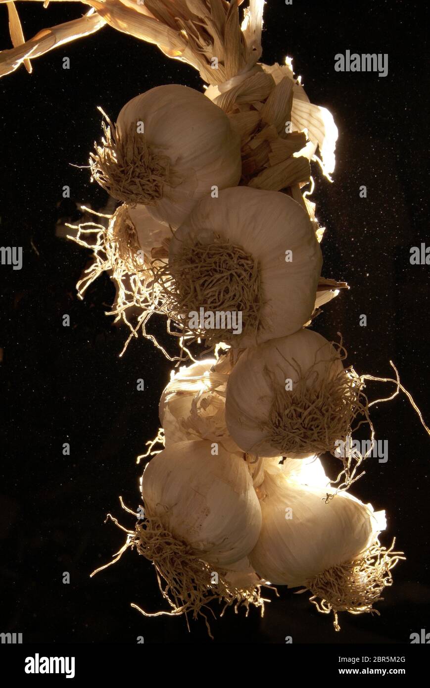 Garlic braid handing from the ceiling, with black background and back ...