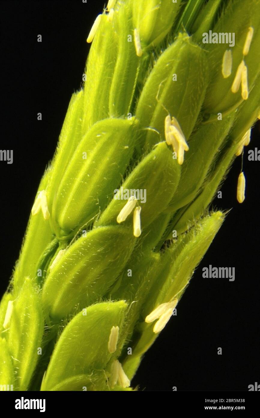 Po valley rice hi-res stock photography and images - Alamy