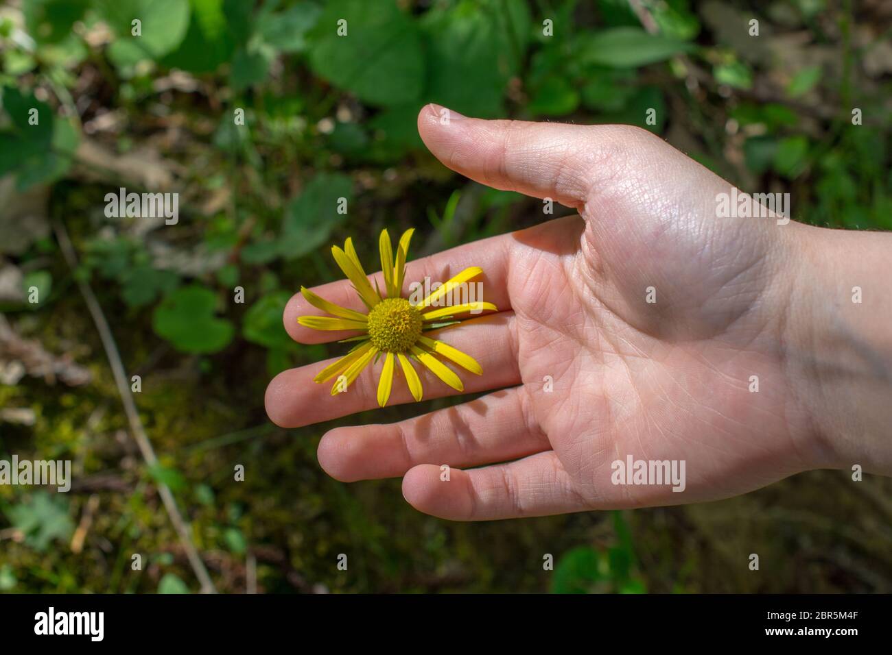 Hand holding Beautiful colorful natural spring flowers Stock Photo - Alamy
