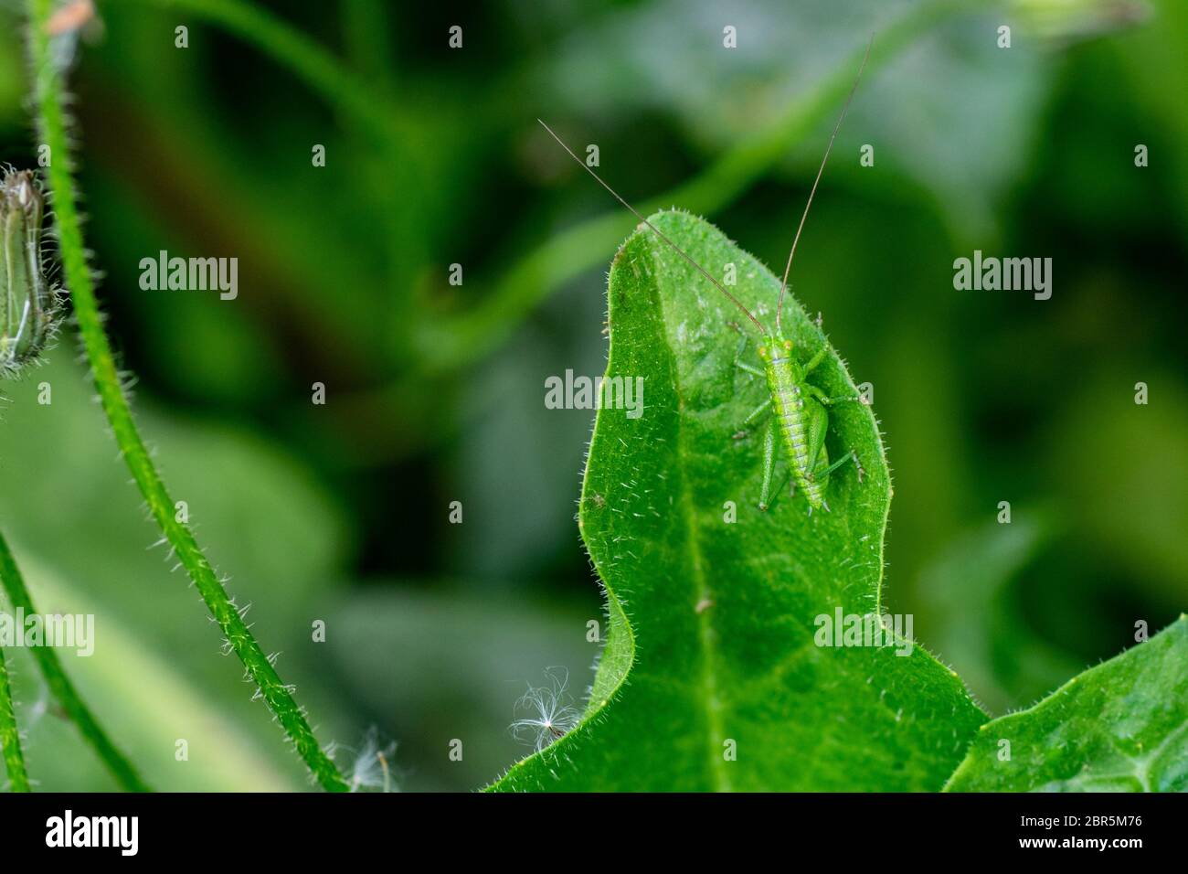 macro insect cricket, mosquito scorpion, cricket Stock Photo - Alamy