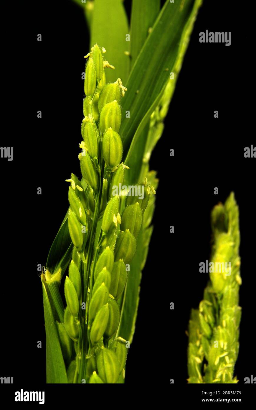 Po valley rice hi-res stock photography and images - Alamy