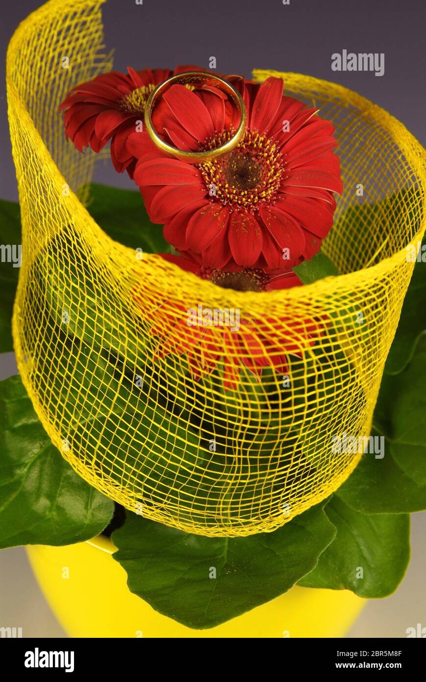 Macro of rolled flower wrapped in a colored net with visible fibers ...