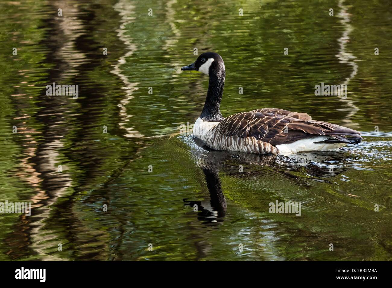 A Canada goose on the lake with reflection of the goose and reflection ...
