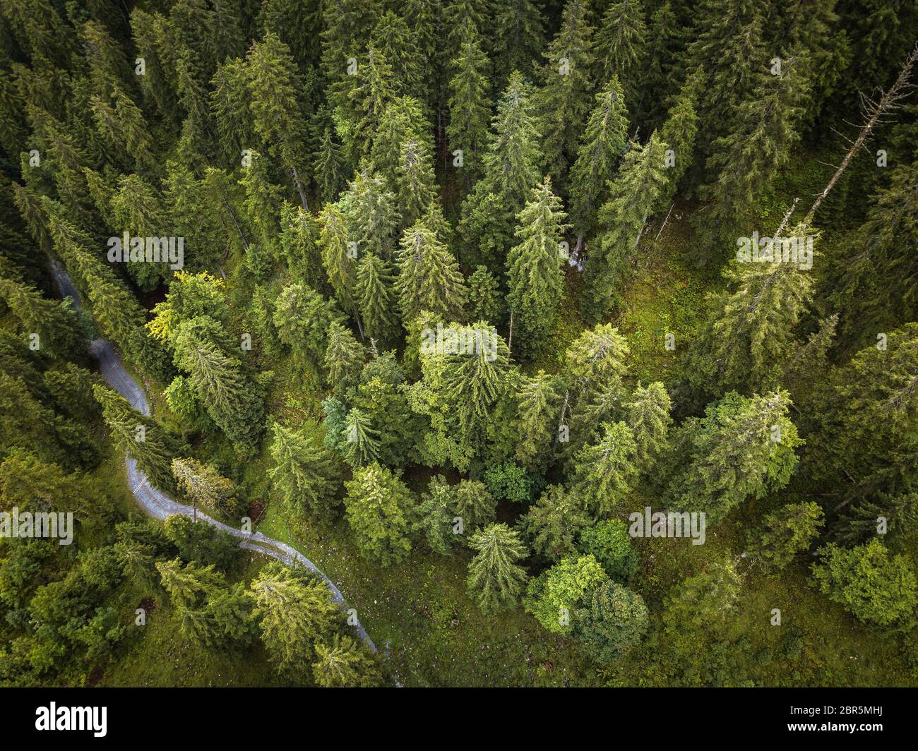 Aerial top view of summer green trees in forest with a splendid ...