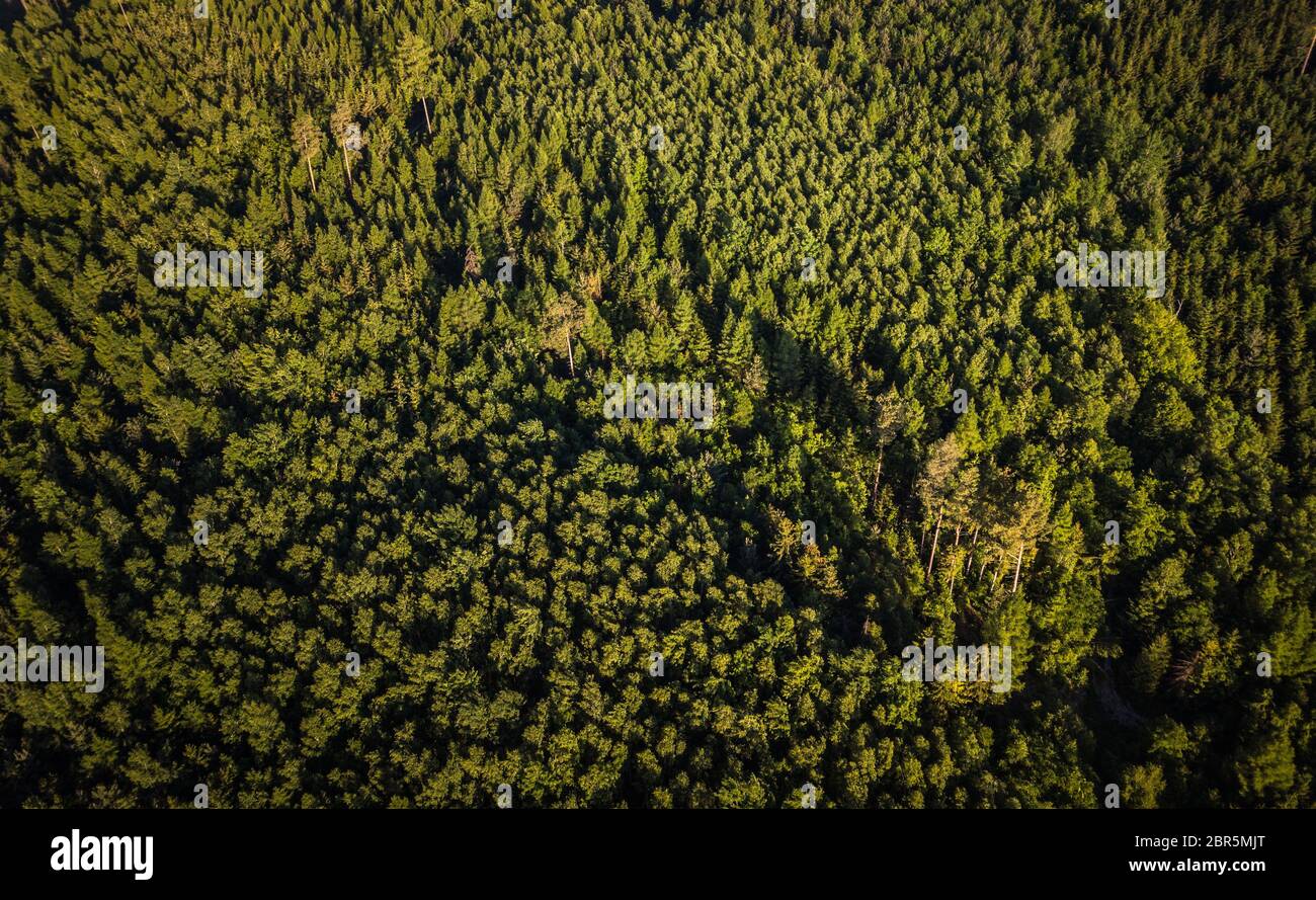Aerial top view of coniferous green trees in a forest in Swiss Alps ...