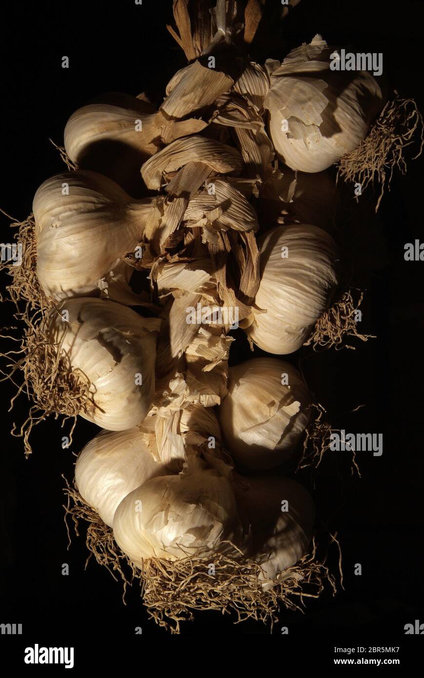 Garlic braid handing from the ceiling, with black background and back ...