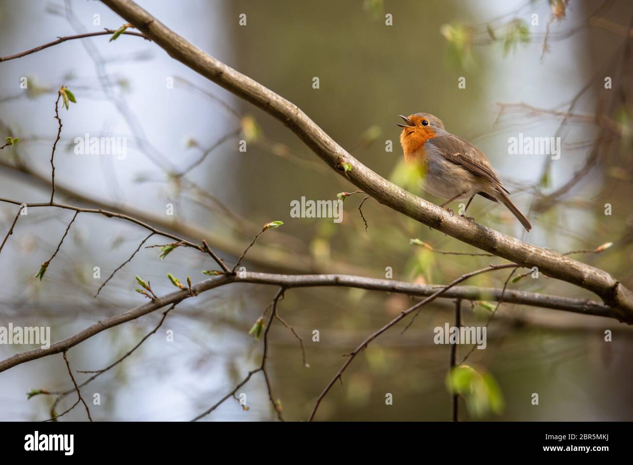The European robin (Erithacus rubecula) known simply as the robin or ...