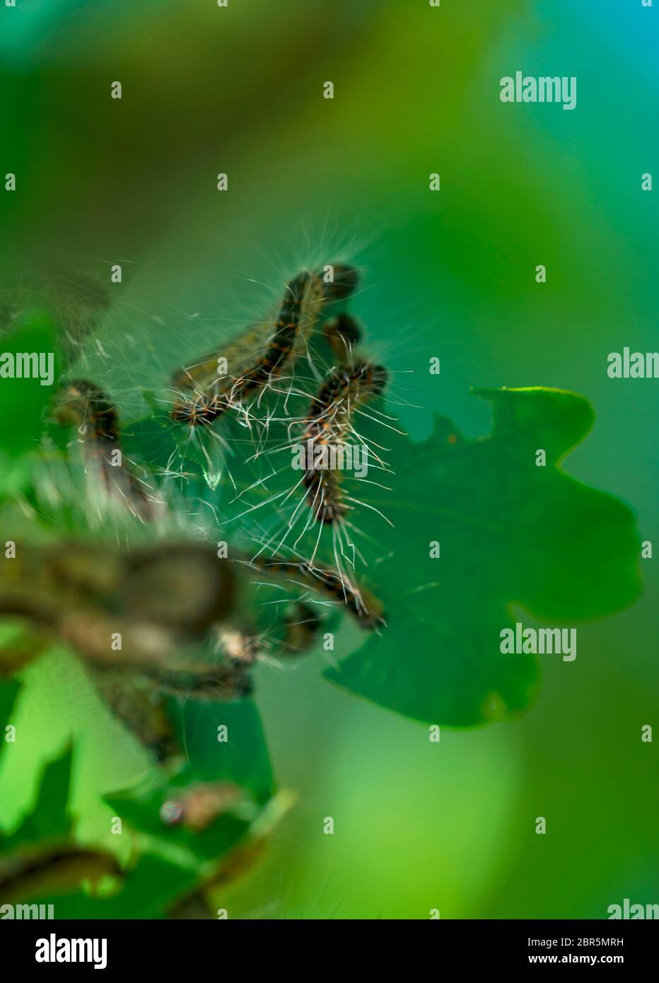 Oak processionary moth rash hi-res stock photography and images - Alamy