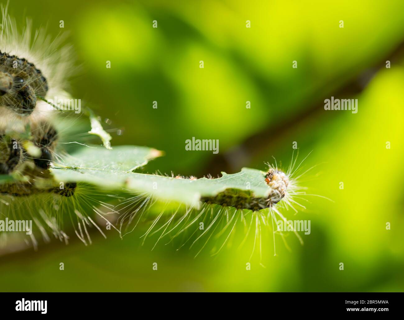 Oak processionary moth rash hi-res stock photography and images - Alamy