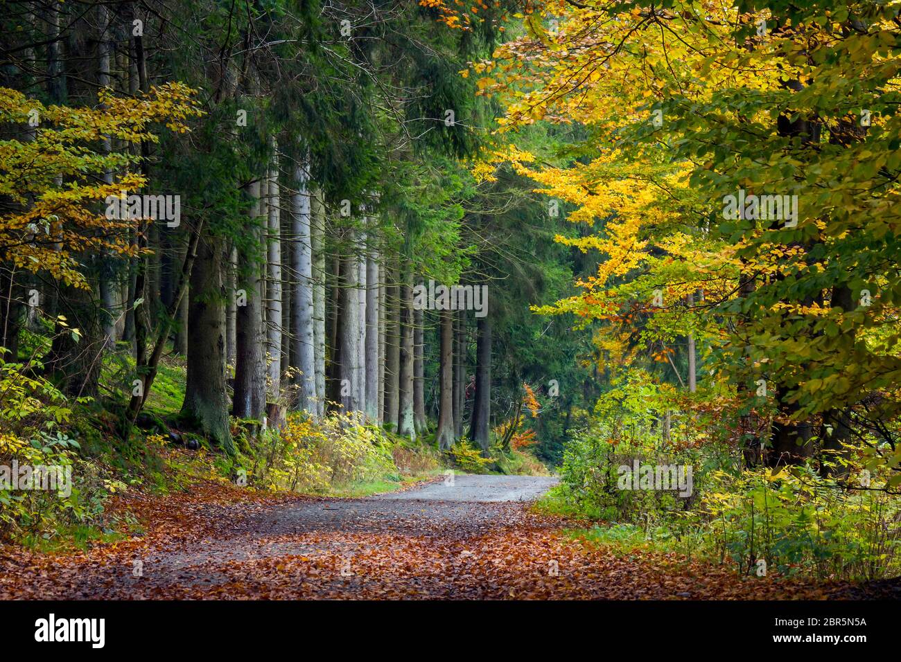 Autumn in forest, Sauerland, Germany Stock Photo - Alamy