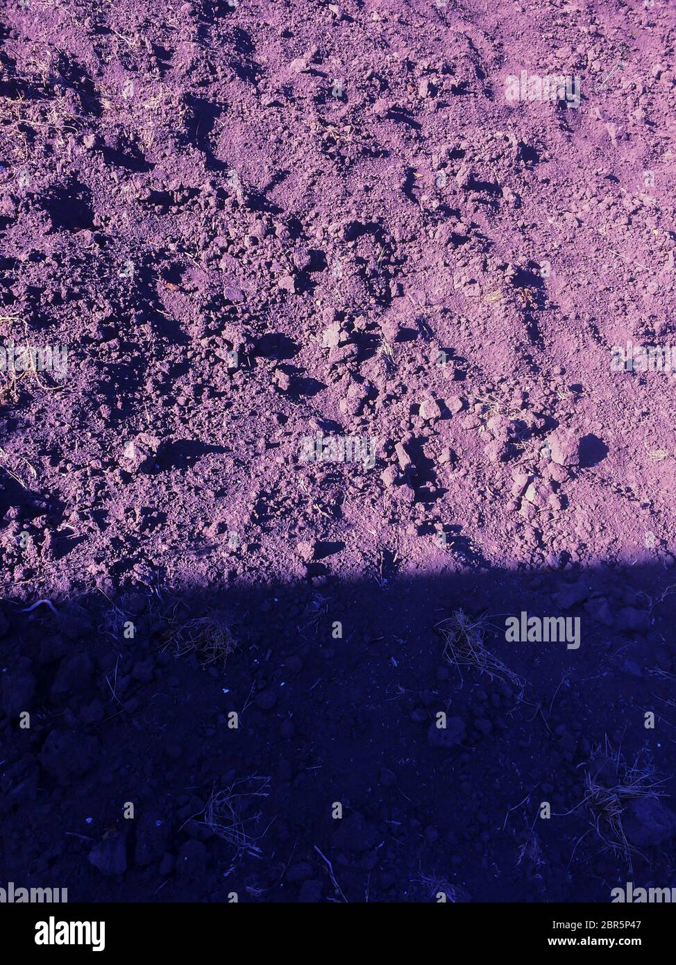 texture of earth ground. golden sand or dry soil in the morning Stock ...