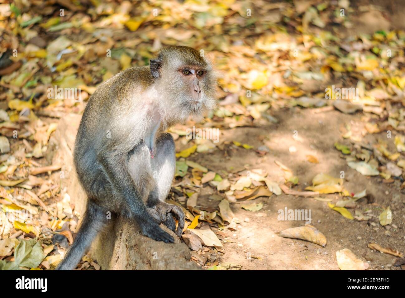 Asia monkey wildlife on blurred background Stock Photo - Alamy