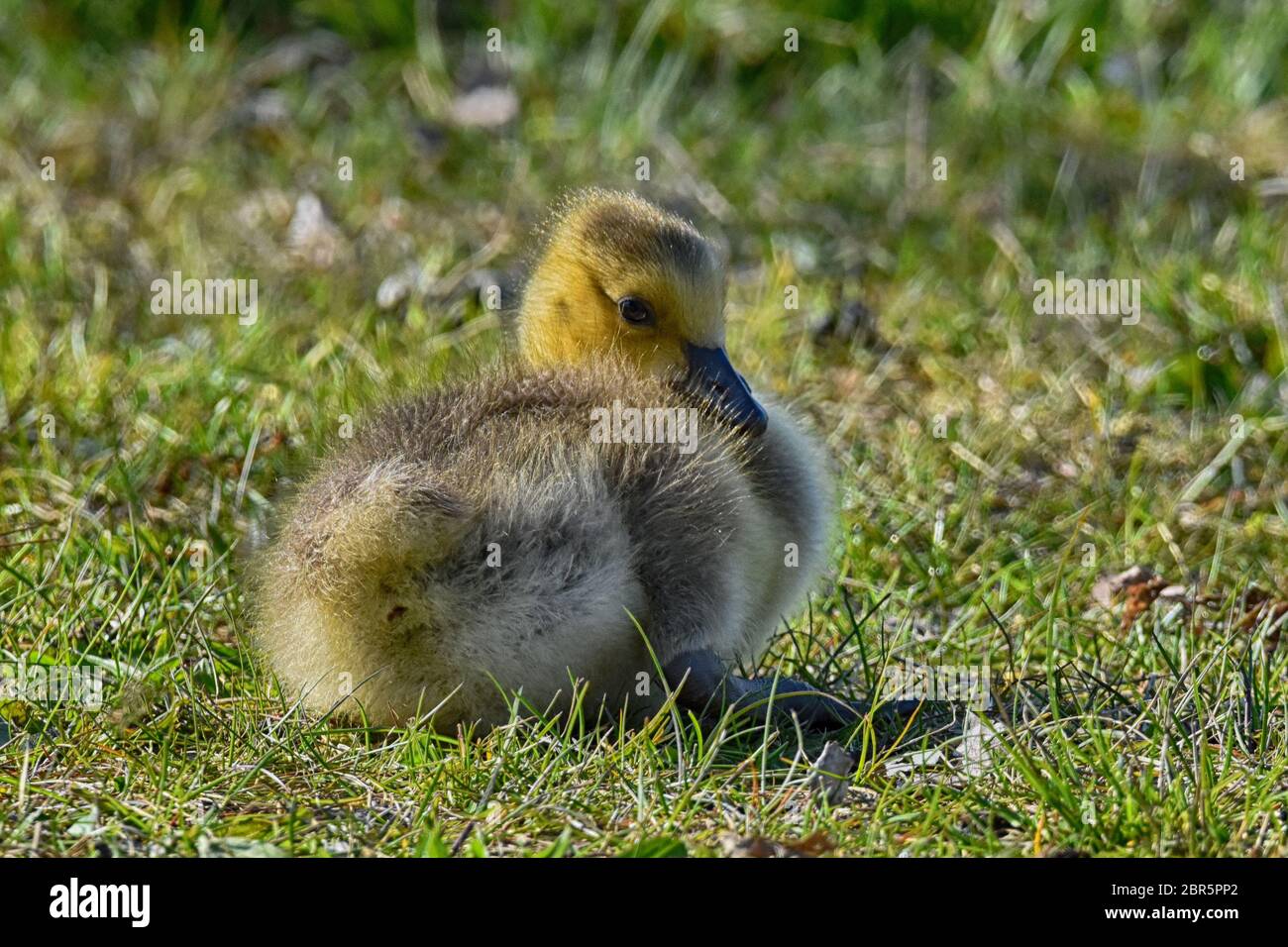 Fuzzy baby goose hi-res stock photography and images - Alamy