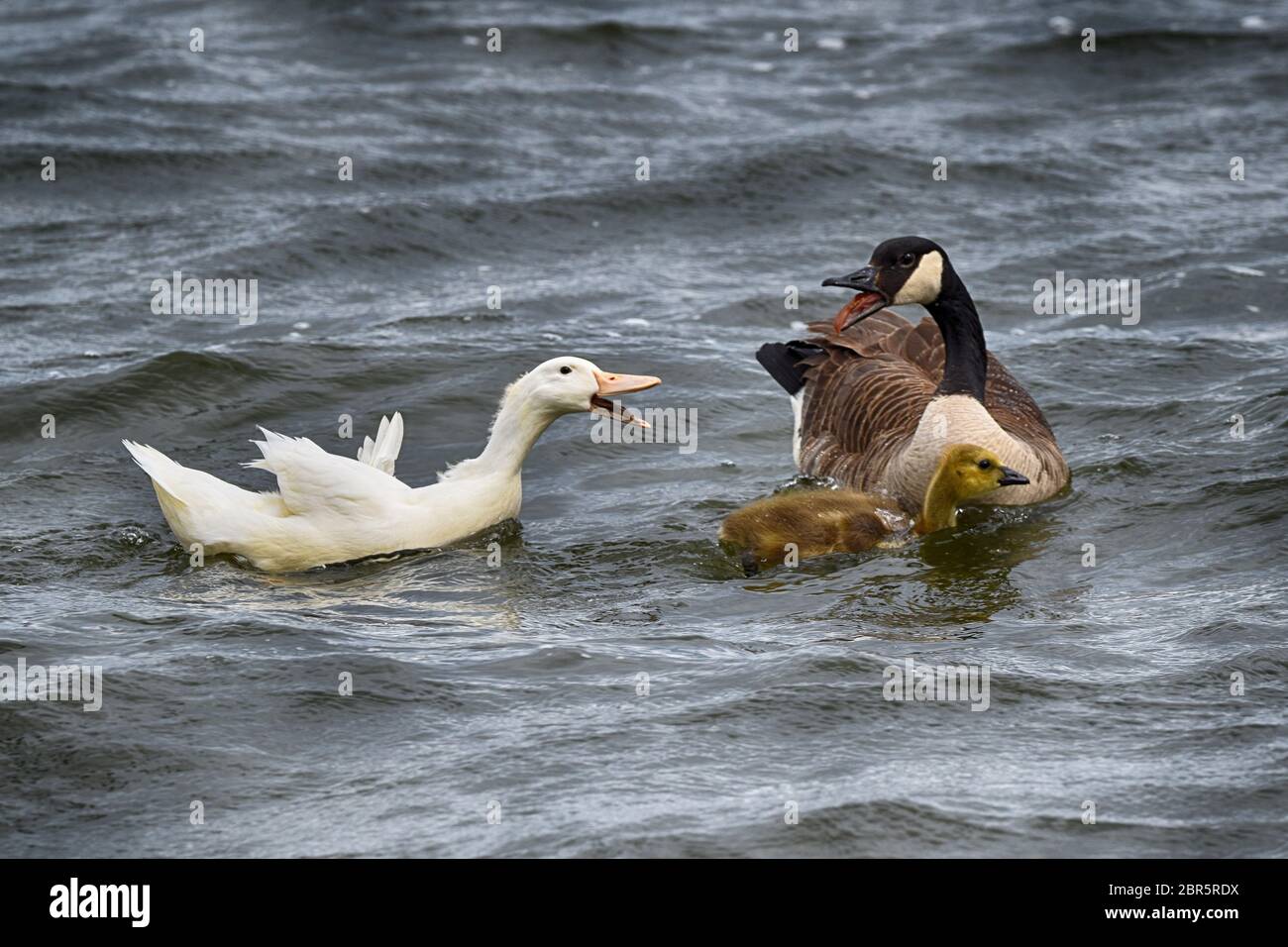 Mother Goose Protecting her young from a duck Stock Photo - Alamy