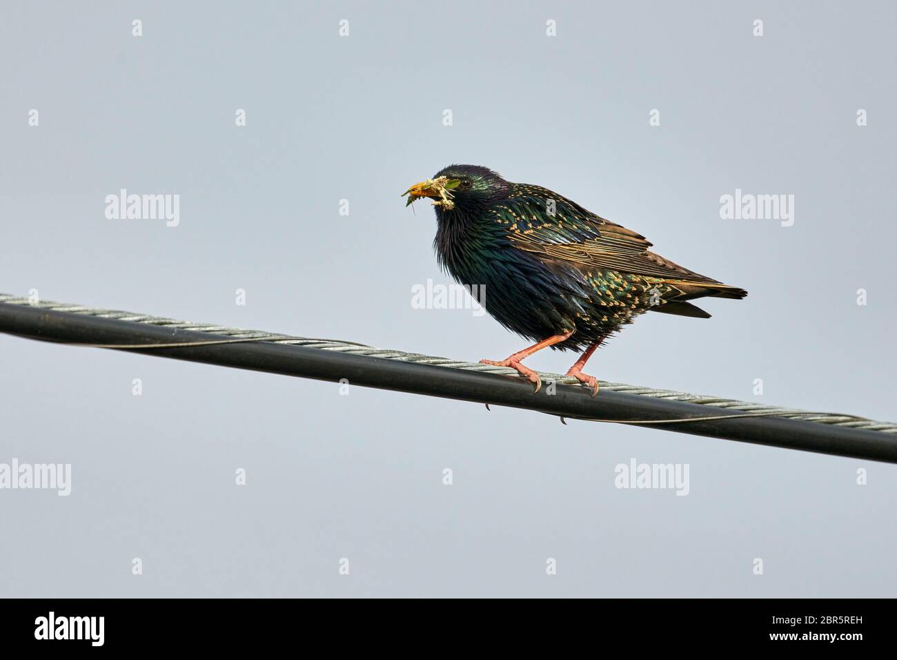 Common Starling (Sturnus vulgaris) AKA Europena Starling with nesting ...