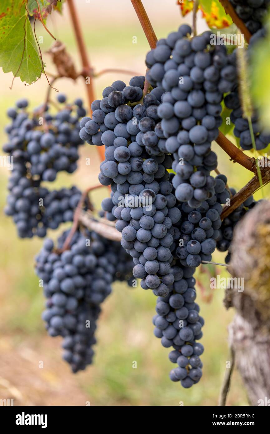 Close up of red merlot grapes in vineyard. St Emilion, Gironde ...
