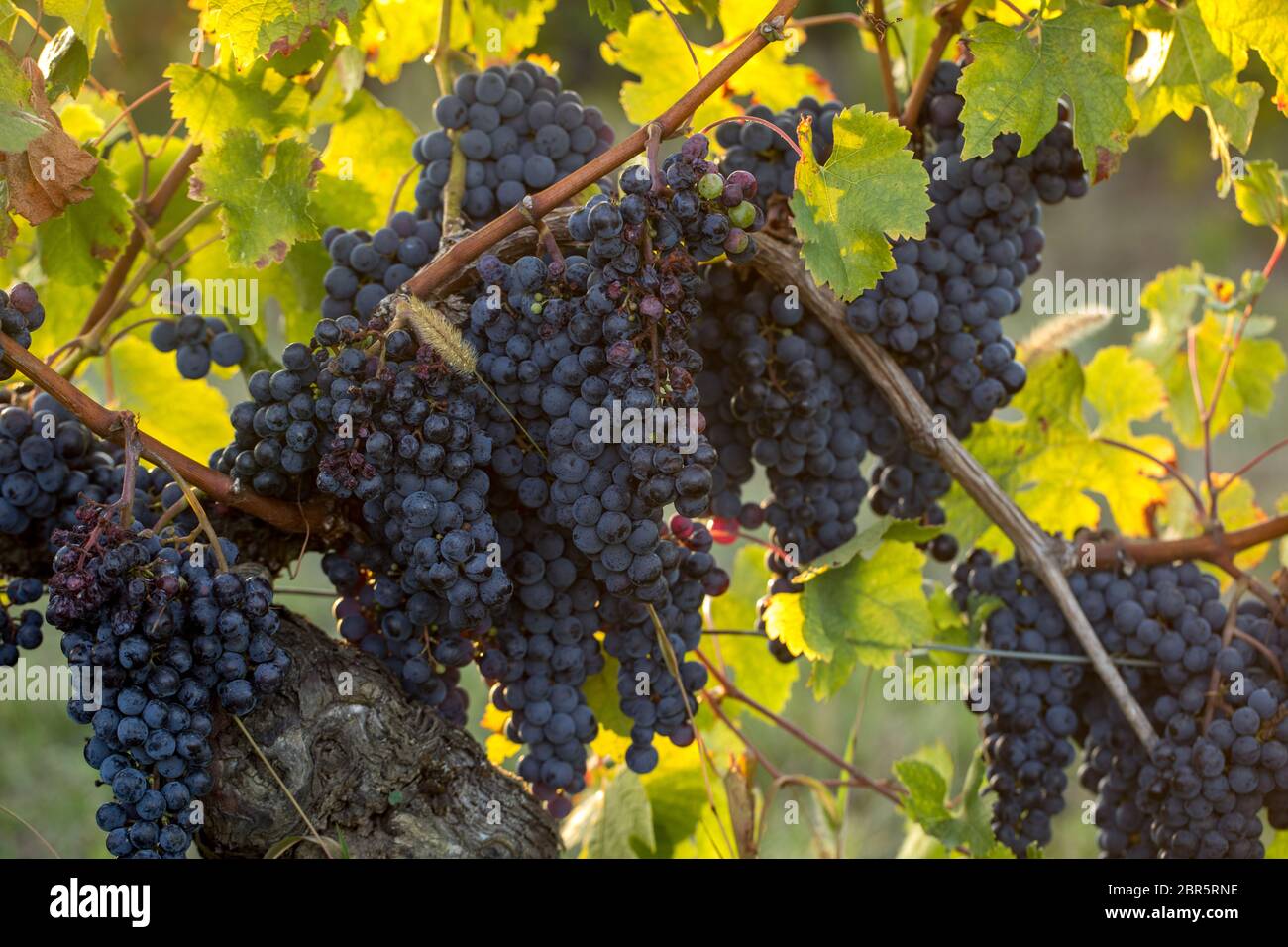 Ripe Merlot grapes lit by warm late sunshine in Montagne vineyard near ...