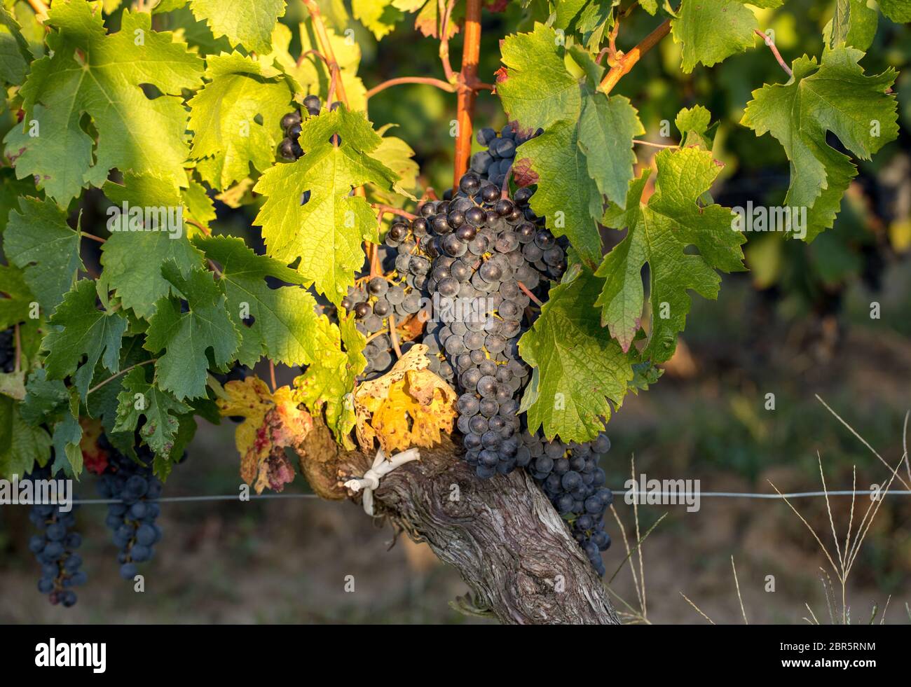 Red wine grapes ready to harvest and wine production. Saint Emilion ...
