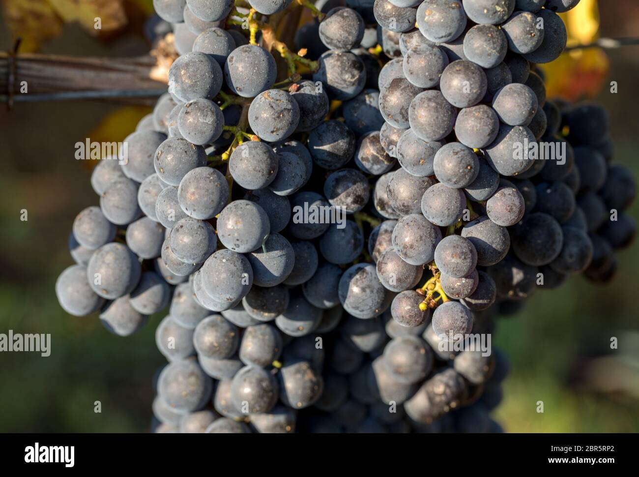 Close up of red merlot grapes in vineyard. St Emilion, Gironde ...