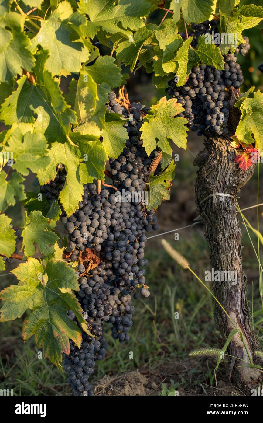 Close up of red merlot grapes in vineyard. St Emilion, Gironde ...